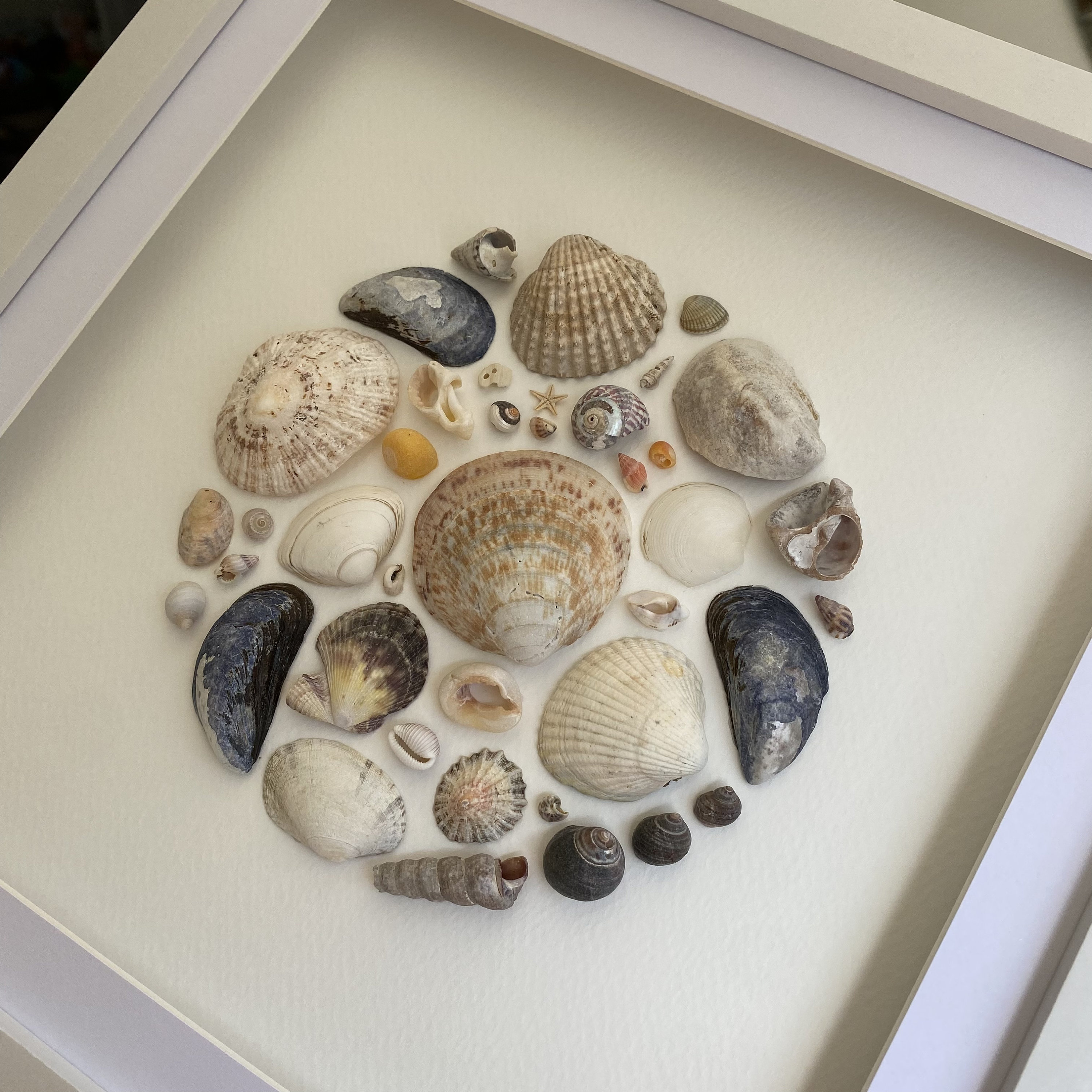 Shell Wall Art - Framed Coastal Picture Handmade in Cornwall - Etsy