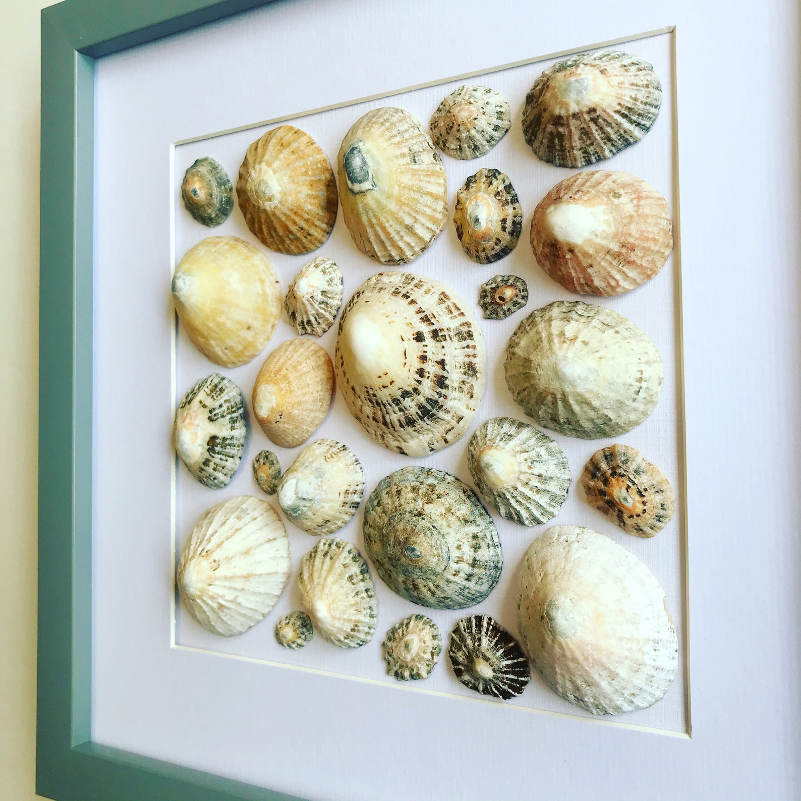Cornish Sea Shells Cornish Limpets Framed Picture Unique | Etsy