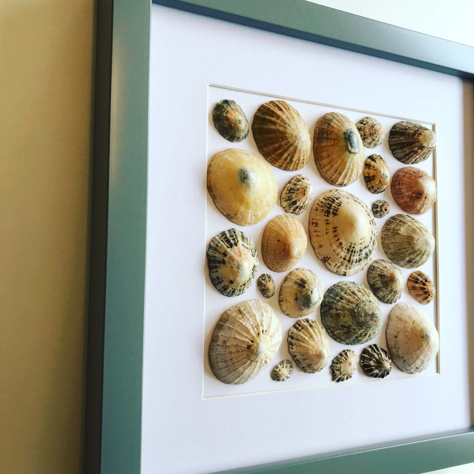 Cornish Sea Shells Cornish Limpets Framed Picture Unique | Etsy