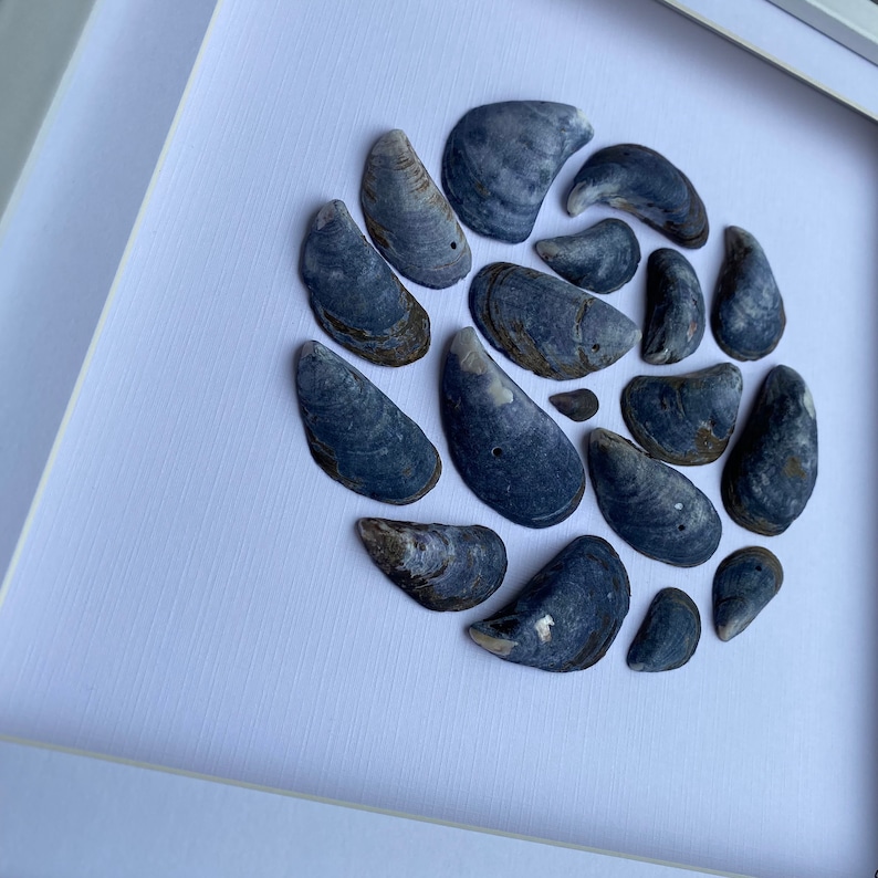 Cornish Mussel Shell Mandala Shell Art Picture Handmade in - Etsy