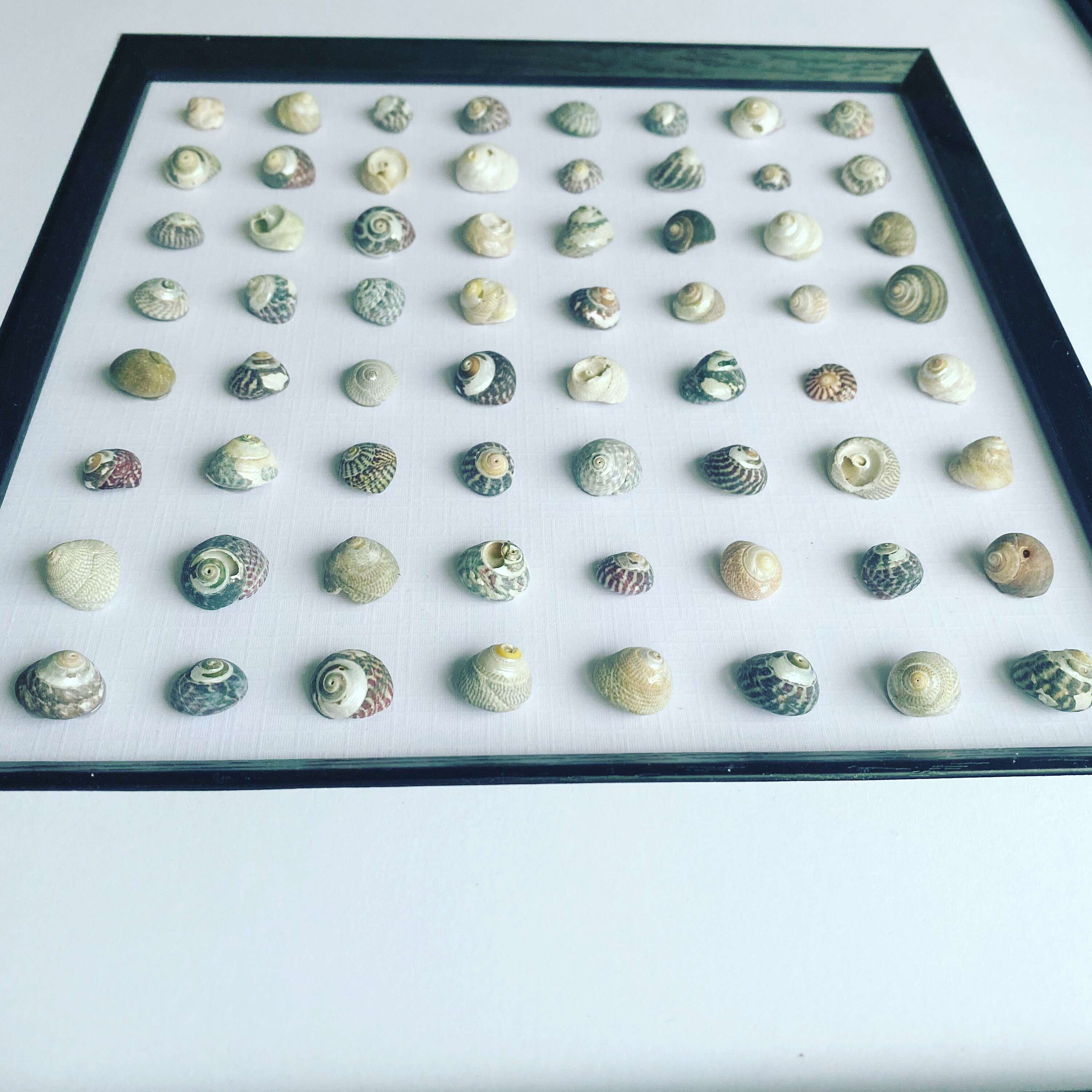 A Cornish Assembly Large Framed Shell Art Picture. Handmade | Etsy