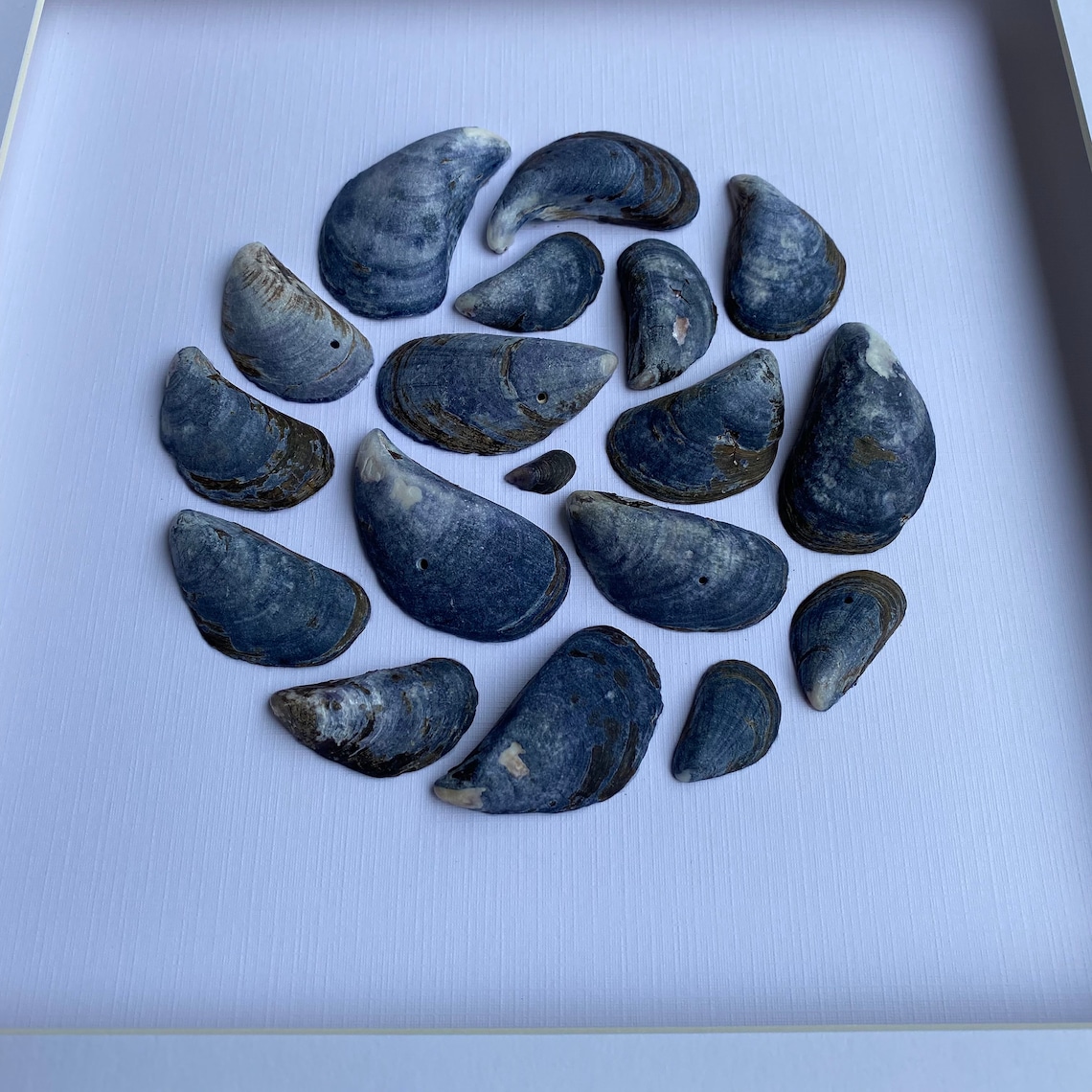 Cornish Mussel Shell Mandala Shell Art Picture Handmade in - Etsy
