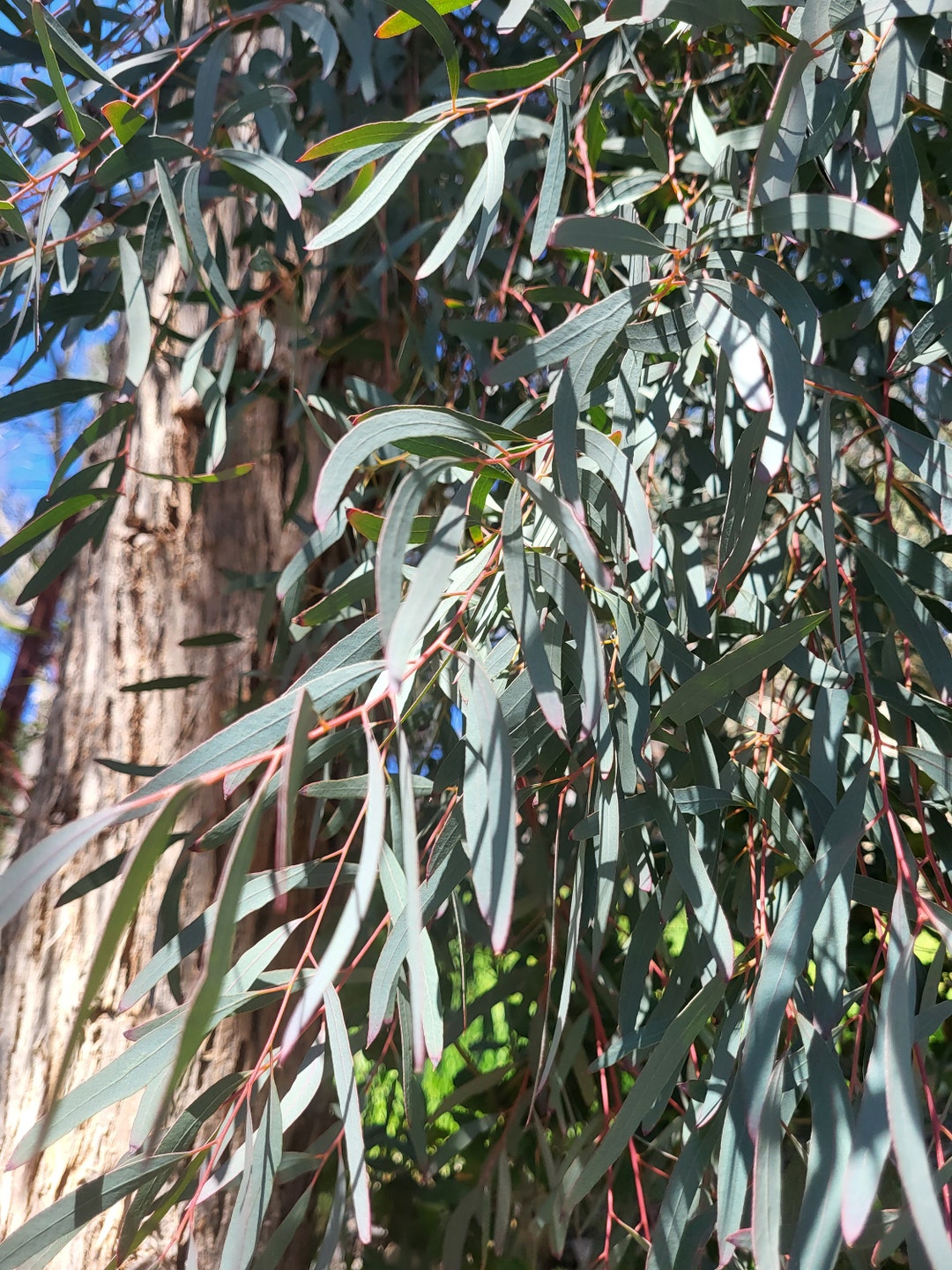 Feather Willow Eucalyptus Fresh Grower's Bunch - Etsy
