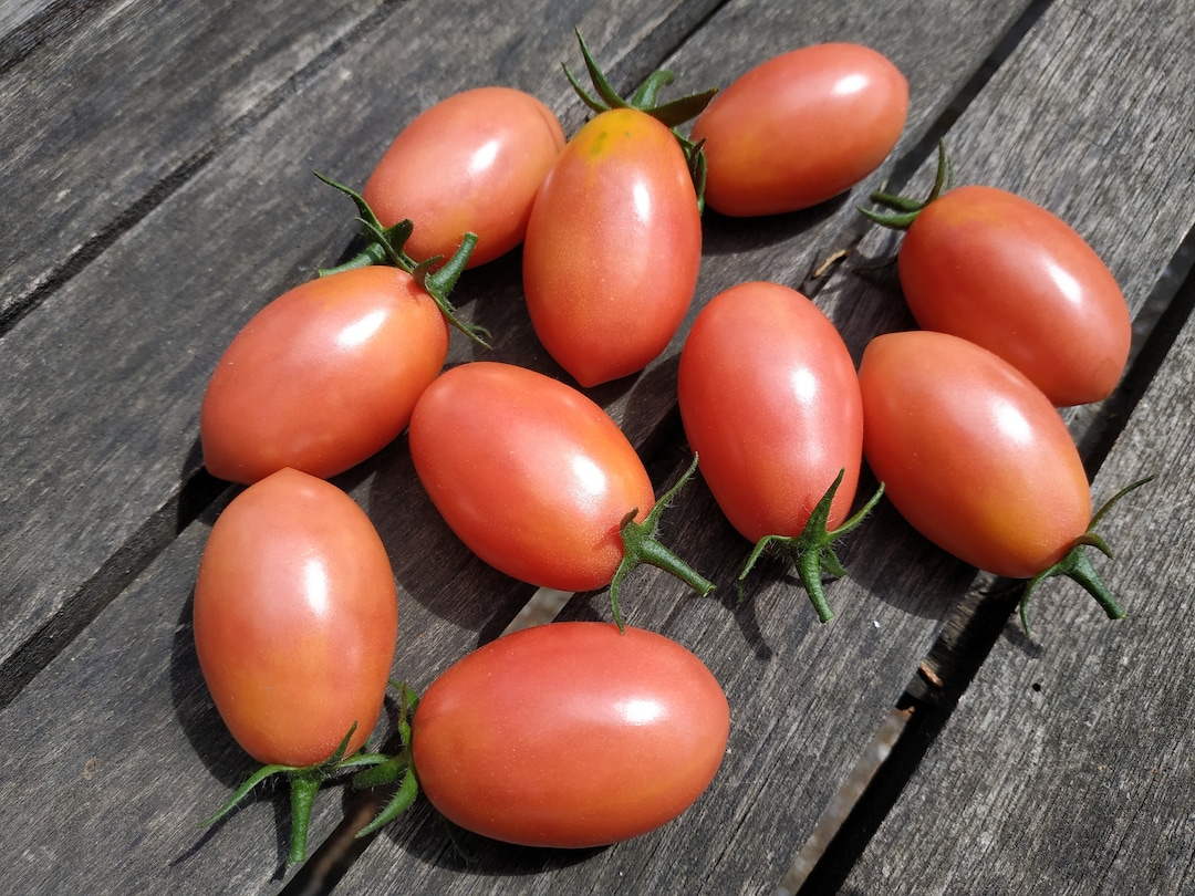 Semi di pomodoro Chio Chio San Semi di ortaggi - Etsy Italia