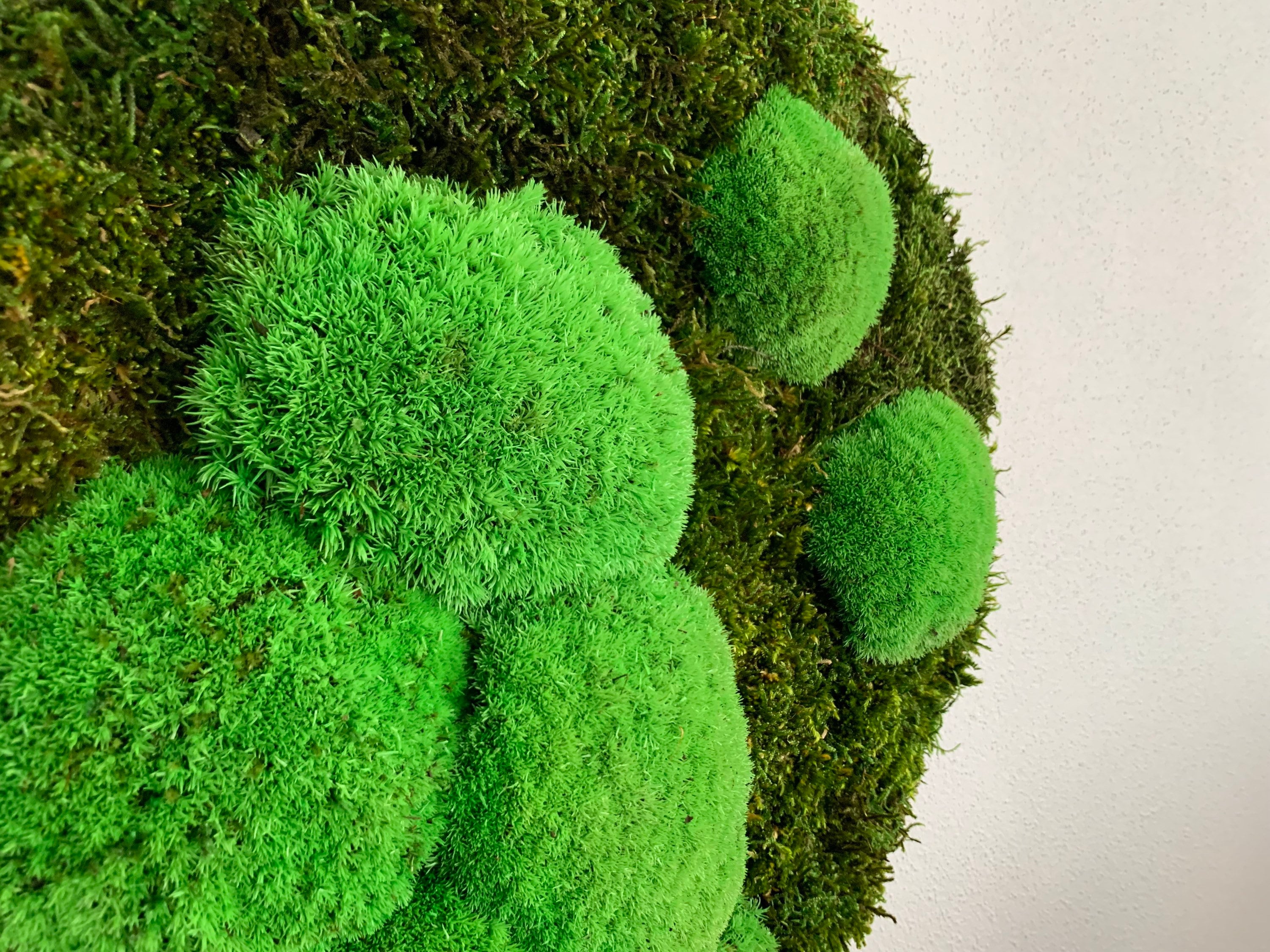 Moosbild rund Bild Wandbild Akustikbild vertikaler Garten Moos - Etsy.de