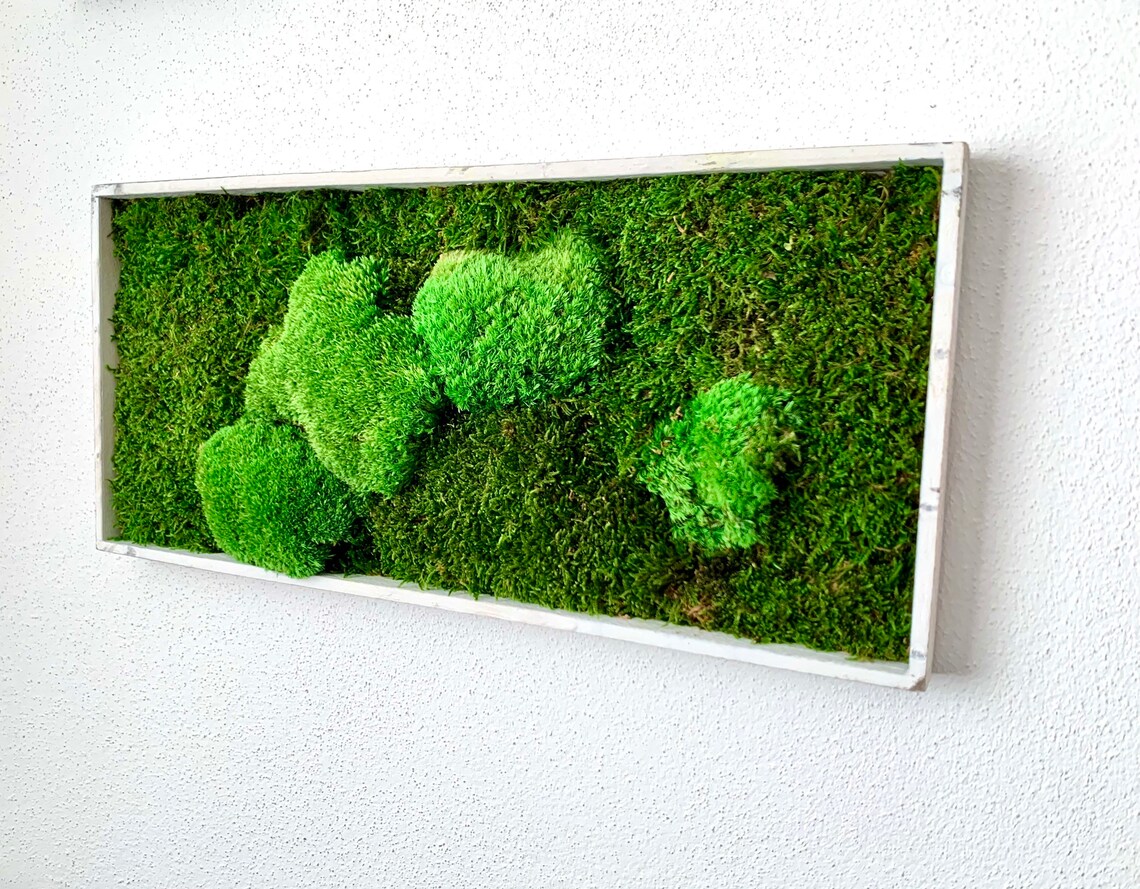 Moss cuadros de musgo cuadros de jardín vertical bola de musgo | Etsy