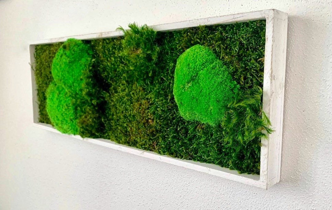 Moss Picture 20 X 60 Cm Vertical Garden Moss Pictures Mural Wall ...