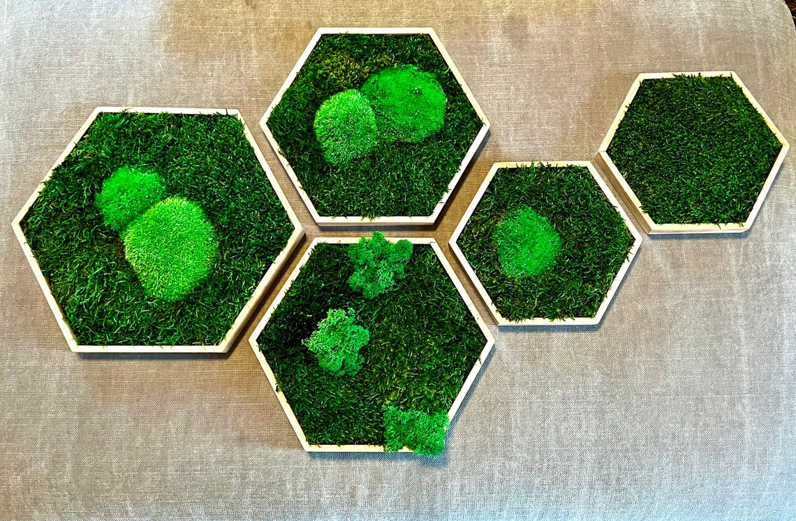 Moos-Hexagon mit geöltem Rahmen sechseckige Mooswabe mit - Etsy.de