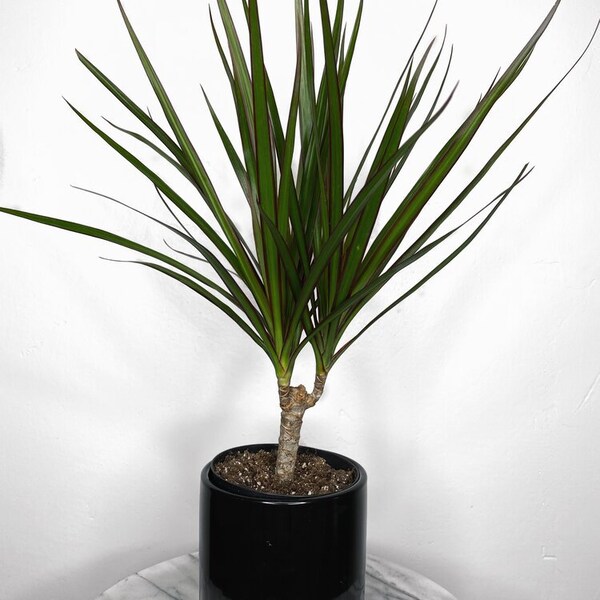 Marginata Cane Dragon Tree - Etsy