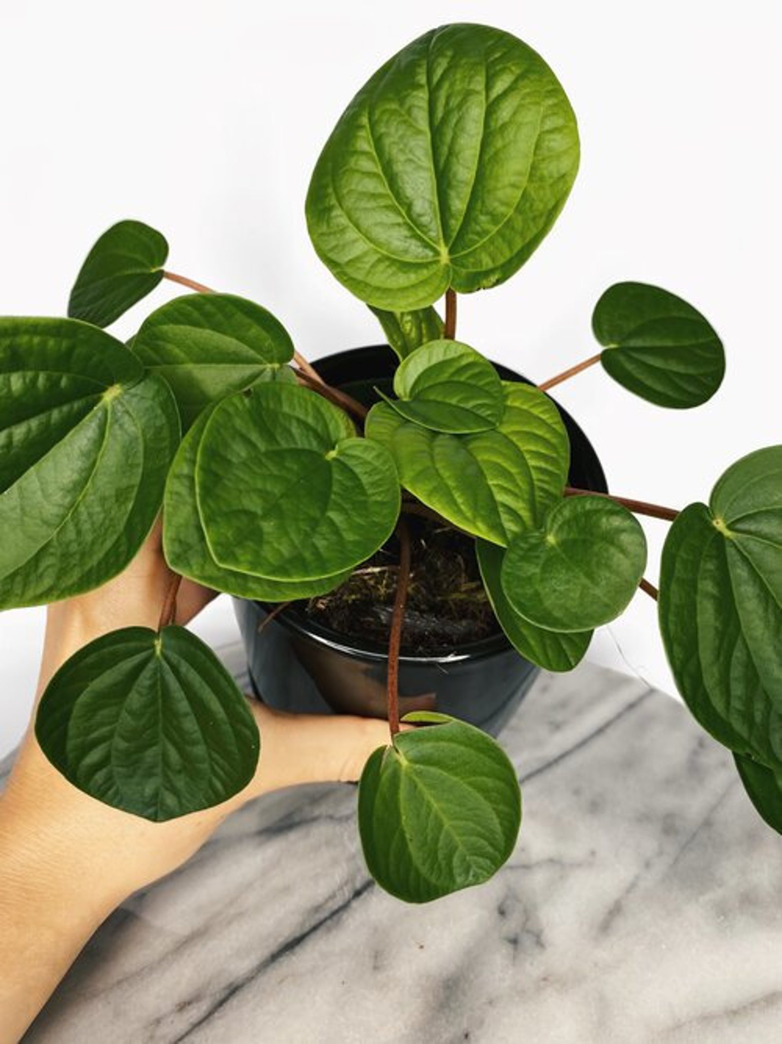 Peperomia Rana Verde 4 Inch Rare - Etsy UK