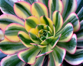 Aeonium - Etsy