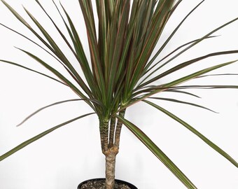 Dracaena Marginata Colorama Tri-color Dragon Tree Houseplant - Etsy