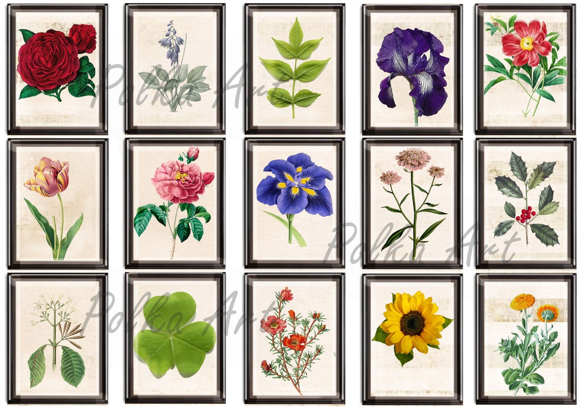 Printable Specimen Flowers Card Slides Collection / Pack of 4 Cards ...