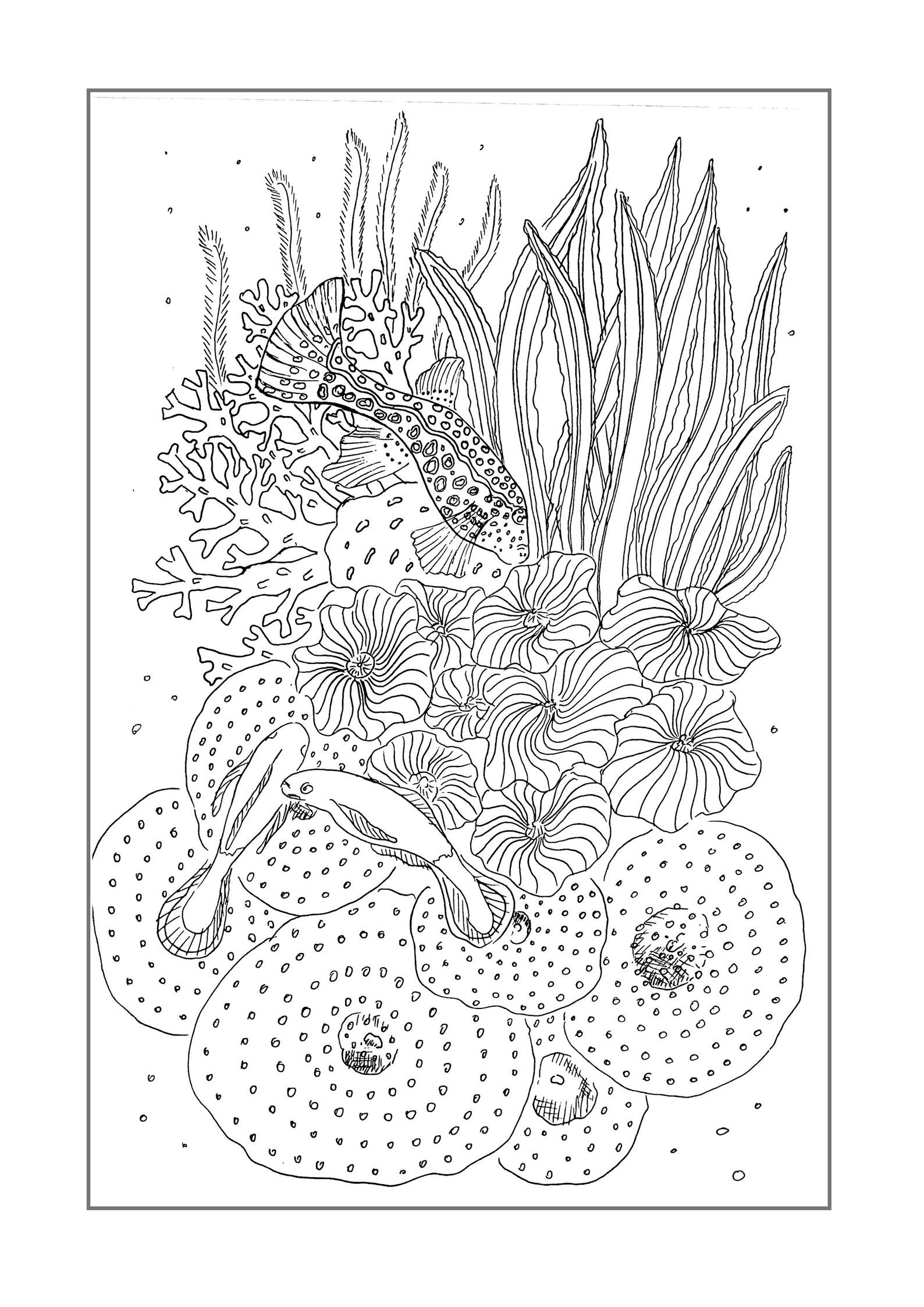 Coral Reef / Printable Colouring Book / 32 Pages / Colouring for Adults ...