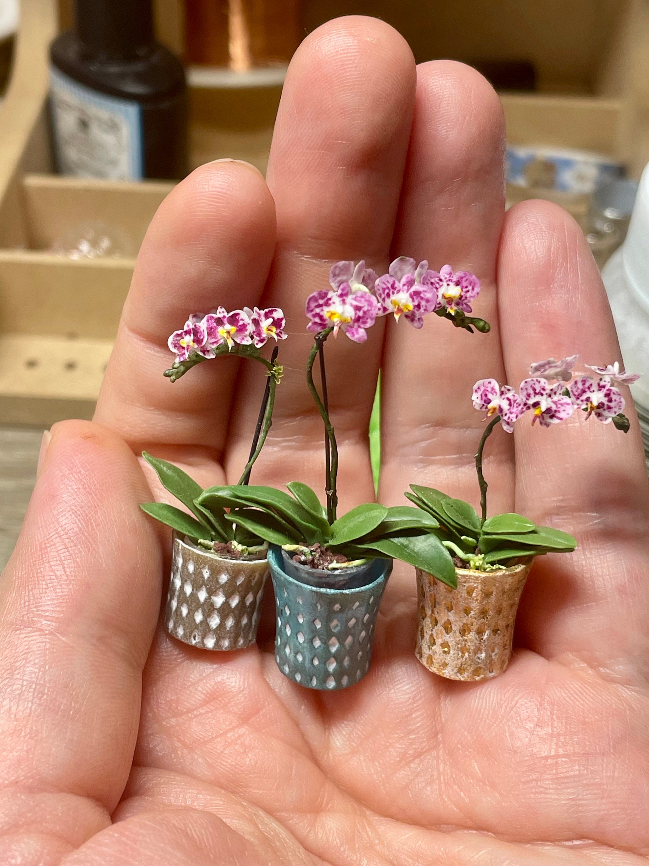 Miniature Orchids With Purple Spots (in Transparent Pot and a Vase) - Etsy
