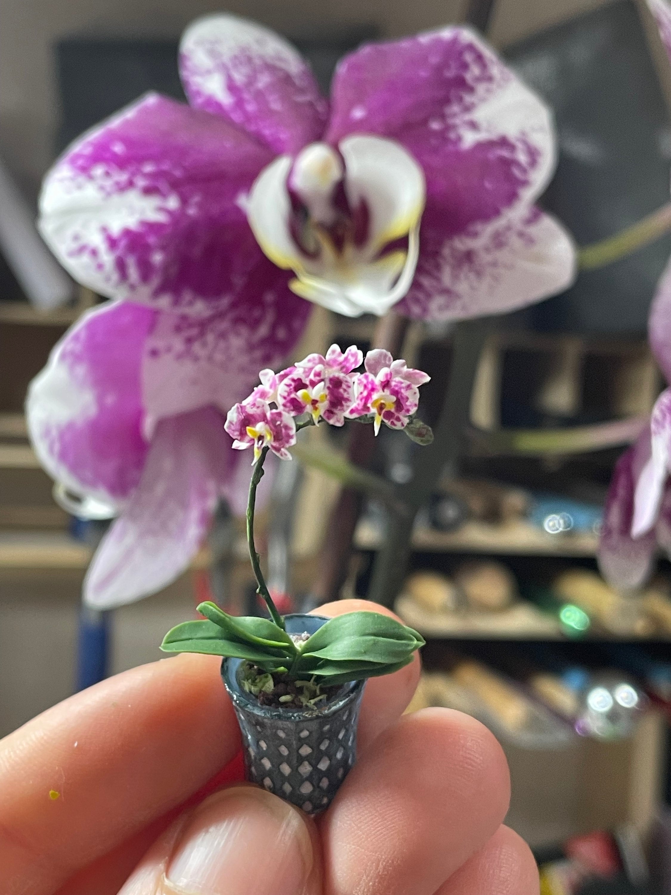 Miniature Orchids With Purple Spots (in Transparent Pot and a Vase) - Etsy