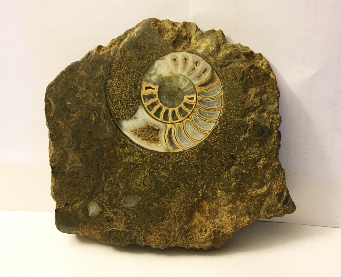 Golden Ammonite Ammonite Fossil Pyrite and Quartz Free | Etsy