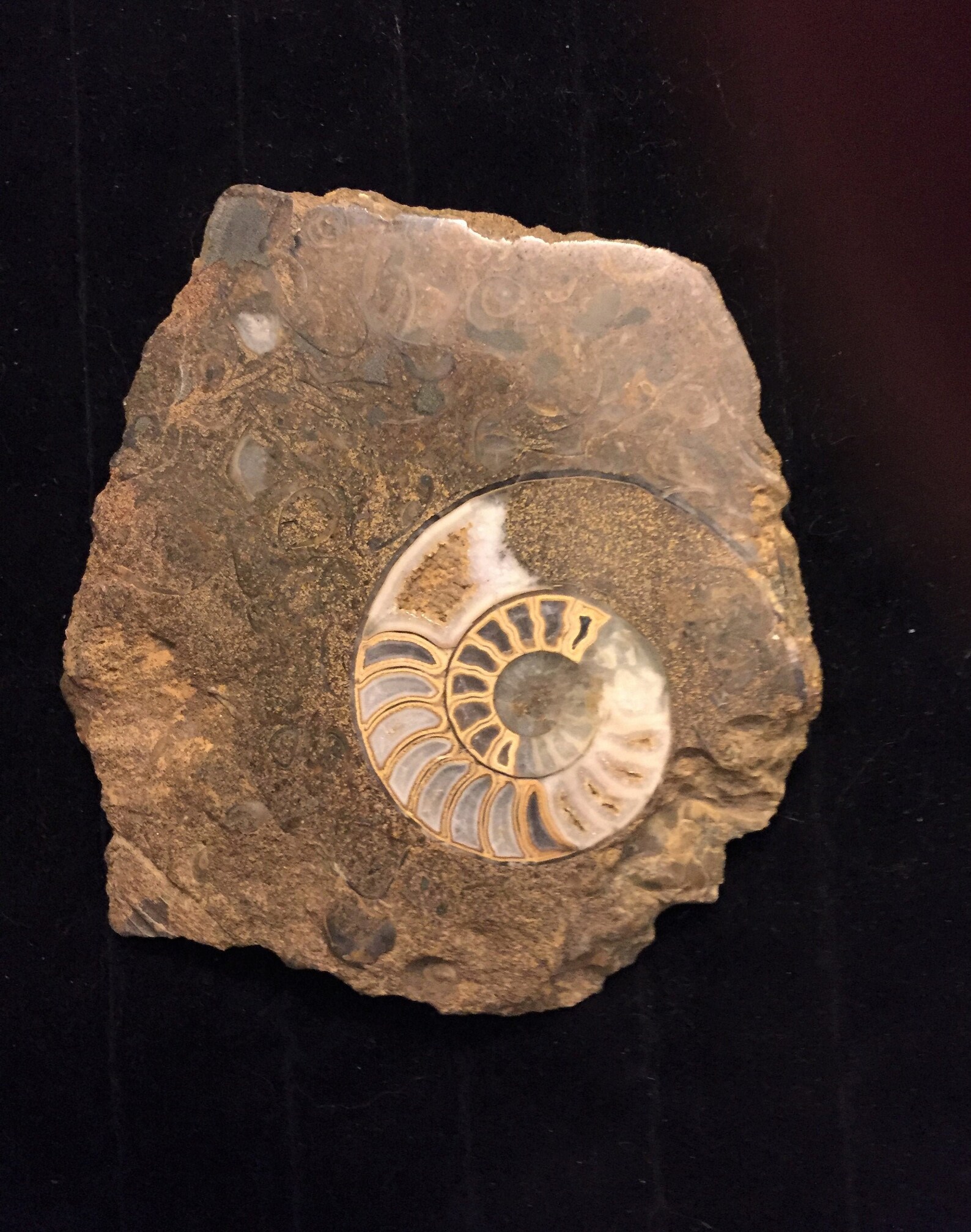 Golden Ammonite Ammonite Fossil Pyrite and Quartz Free | Etsy