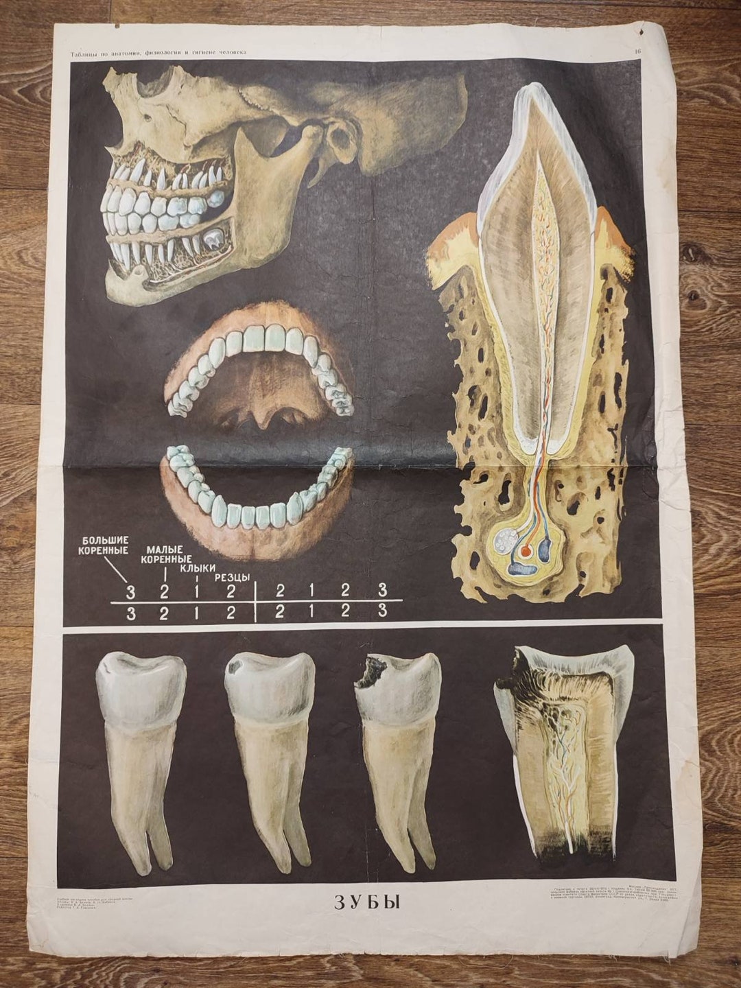 TEETH ORIGINAL POSTER Vintage School Chart Medicine - Etsy