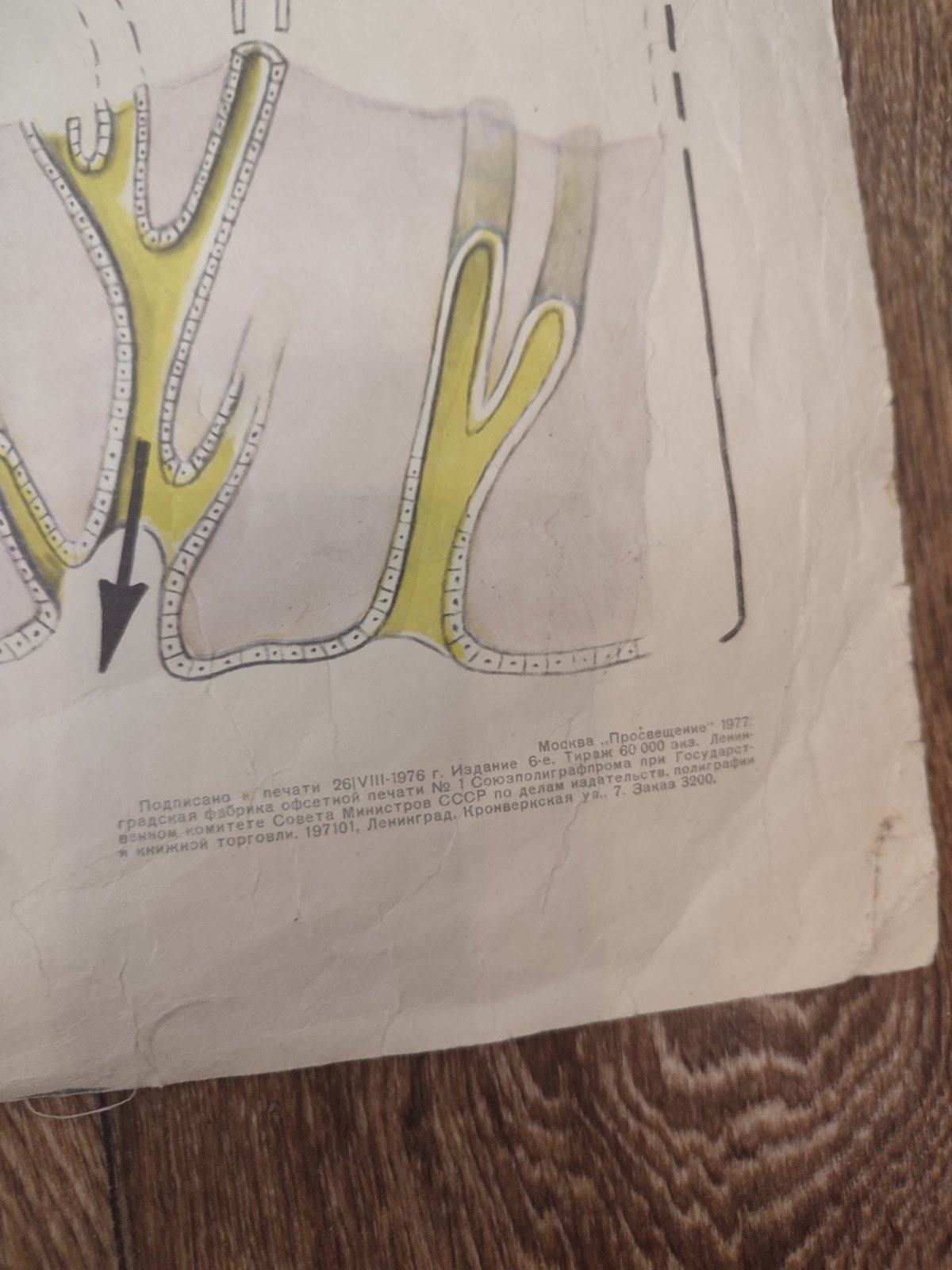 Anatomy Original Wall Chart, Vintage Poster, Excretory Organs - Etsy