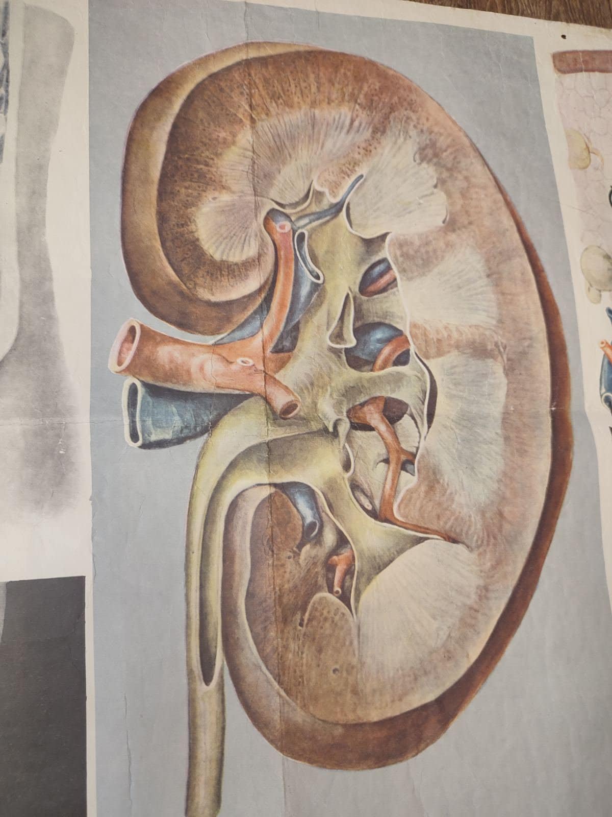 Anatomy Original Wall Chart, Vintage Poster, Excretory Organs - Etsy