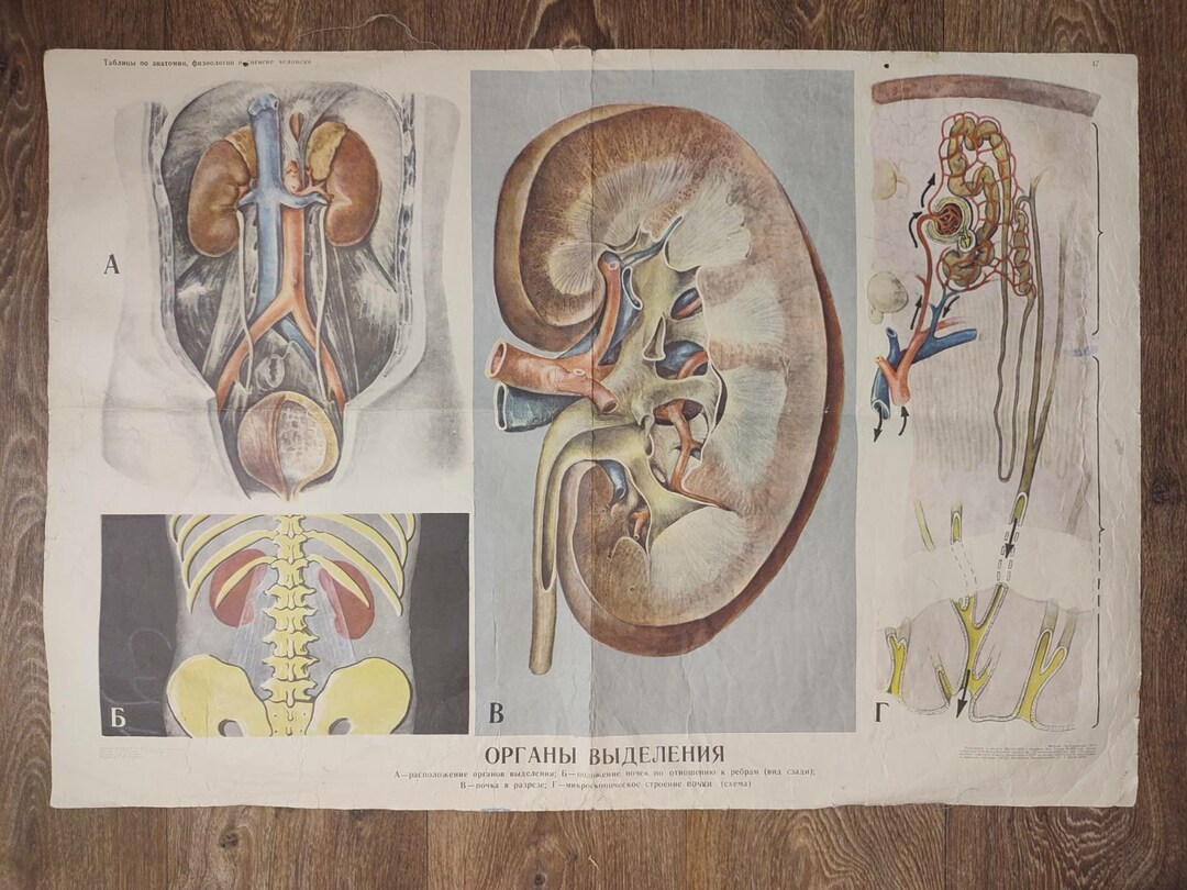 Anatomy Original Wall Chart, Vintage Poster, Excretory Organs - Etsy