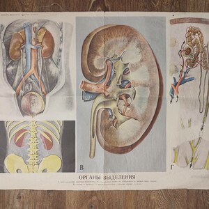 Anatomy Original Wall Chart, Vintage Poster, Excretory Organs - Etsy