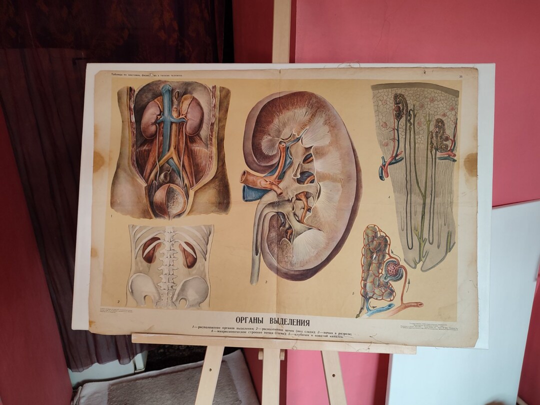 Anatomy Original Wall Chart Vintage Poster Excretory Organs - Etsy