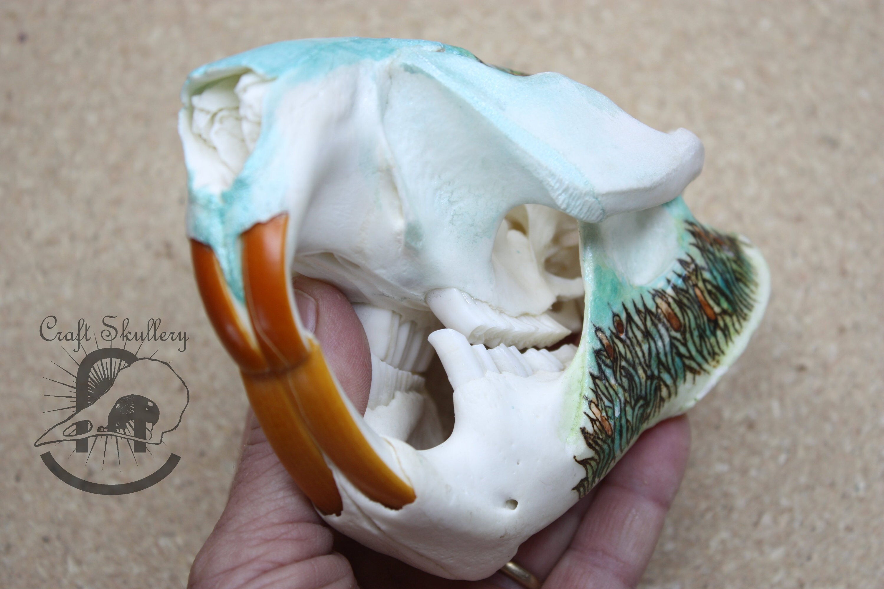 Beaver Skull Pyrography & Painted Art Real Skull One of a Kind ...