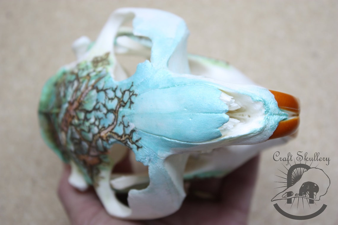 Beaver Skull - Pyrography & Painted Art - Real Skull - One of a Kind ...