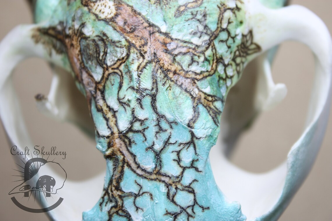 Beaver Skull - Pyrography & Painted Art - Real Skull - One of a Kind ...