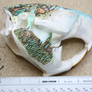 Beaver Skull - Pyrography & Painted Art - Real Skull - One of a Kind ...