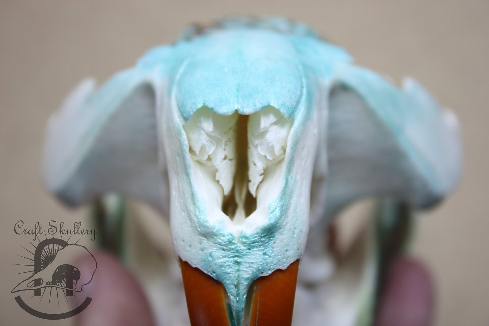 Beaver Skull - Pyrography & Painted Art - Real Skull - One of a Kind ...