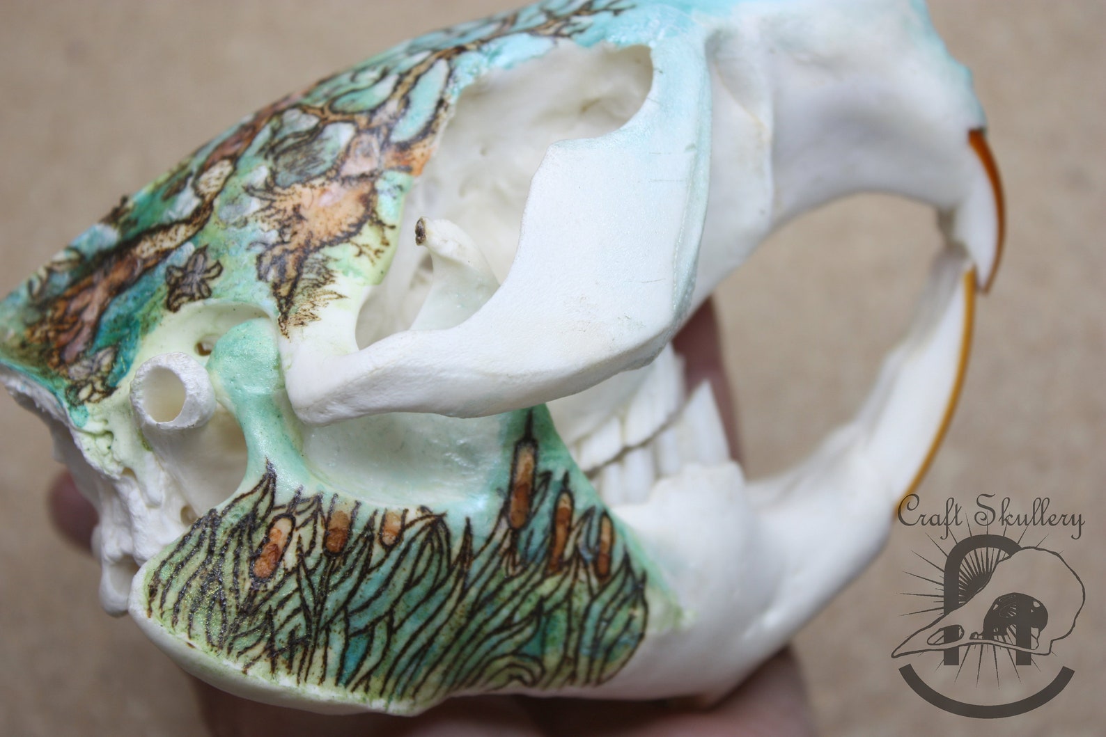 Beaver Skull - Pyrography & Painted Art - Real Skull - One of a Kind ...