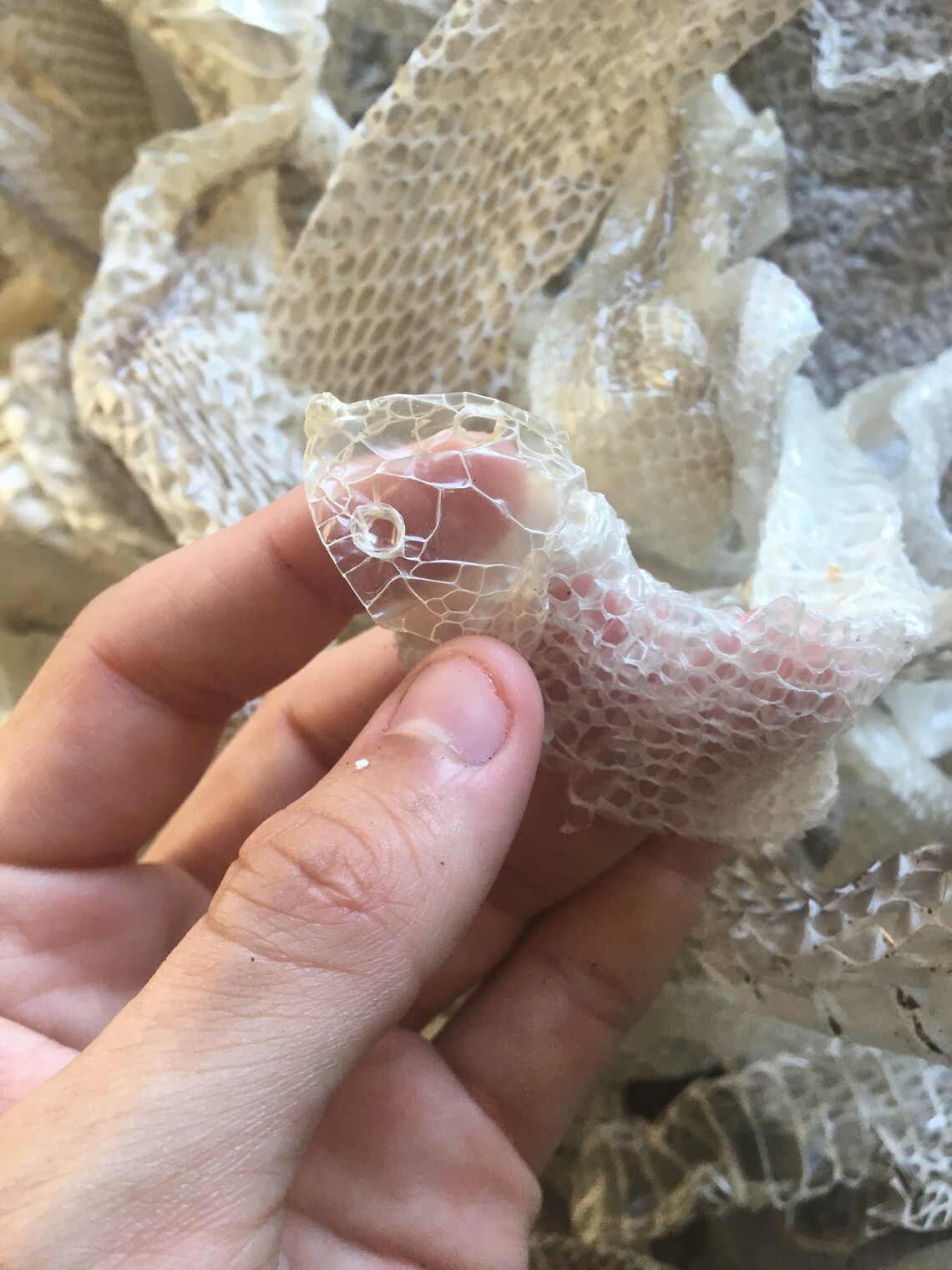 Shedded Snake Skin Material - Etsy