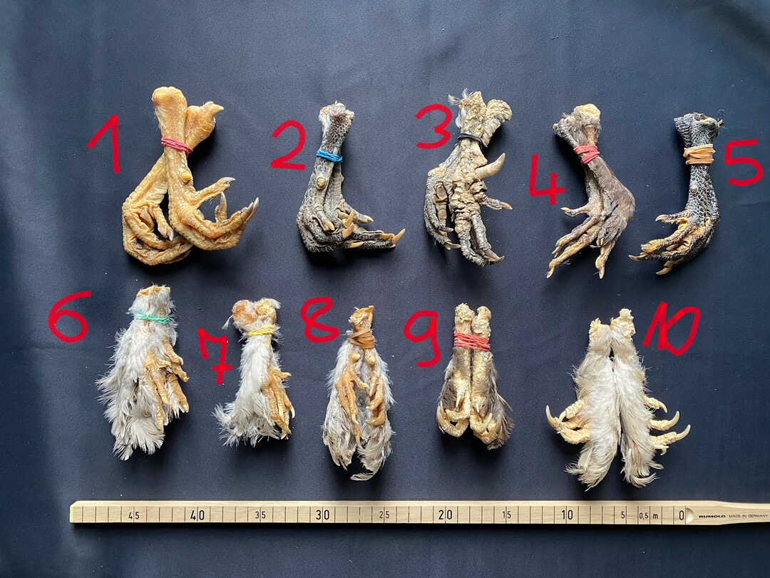 Real Chicken Feet Chicken Feet Taxidermy Bone Larp Craft Voodoo - Etsy
