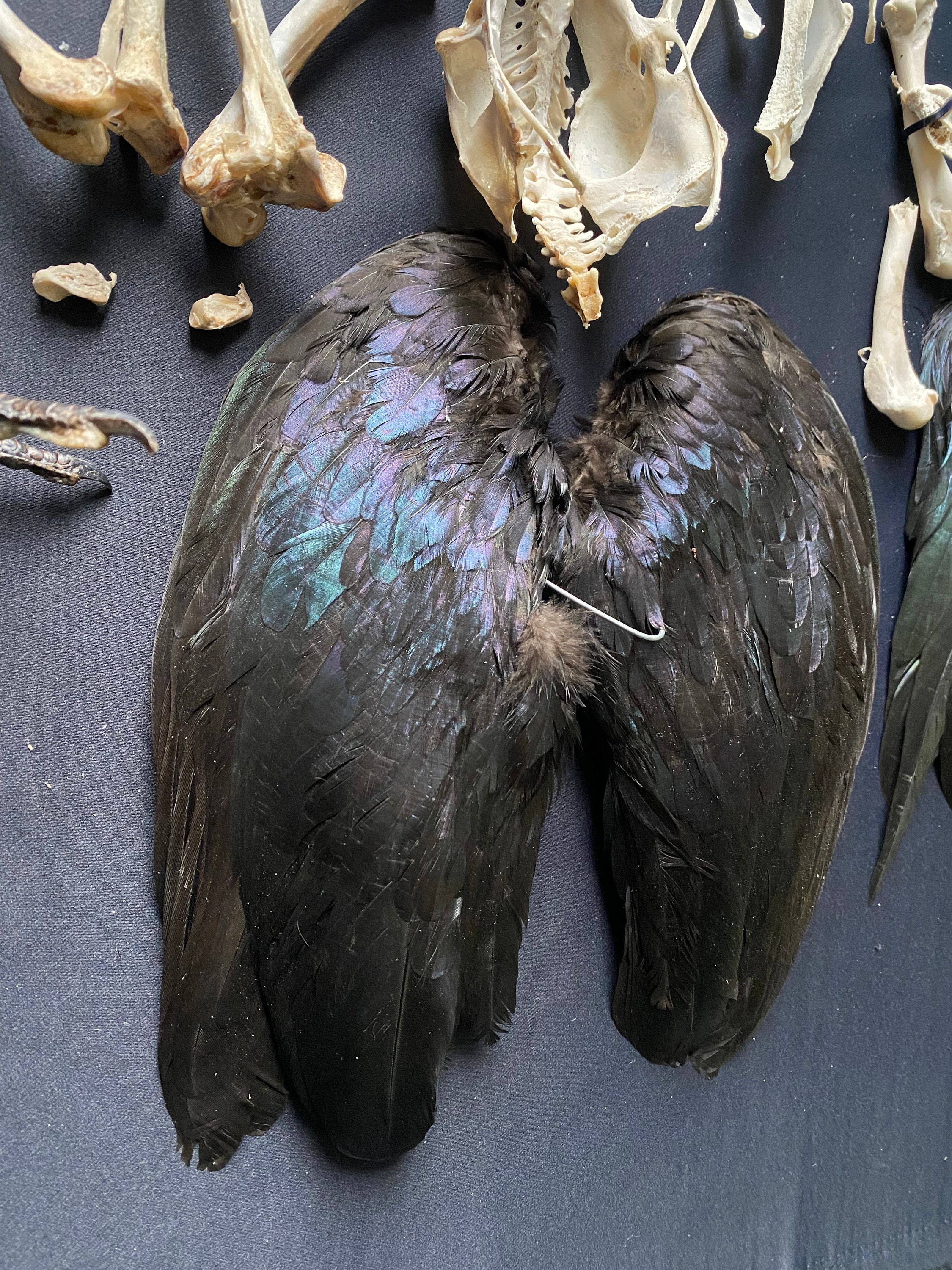 Real Bone Taxidermy Ayam Cemani Mix Rooster Chicken Bird Skull - Etsy