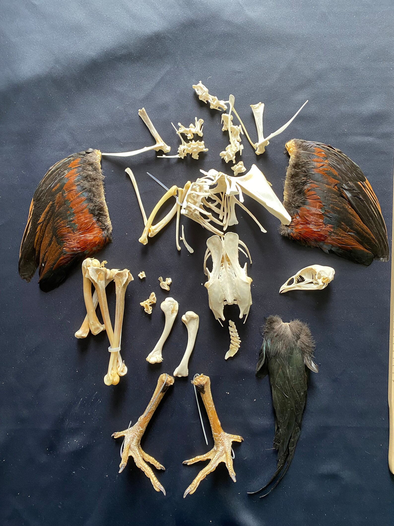 Real Taxidermy Rooster Skeleton Ayam Cemani Bird Bone Skull - Etsy