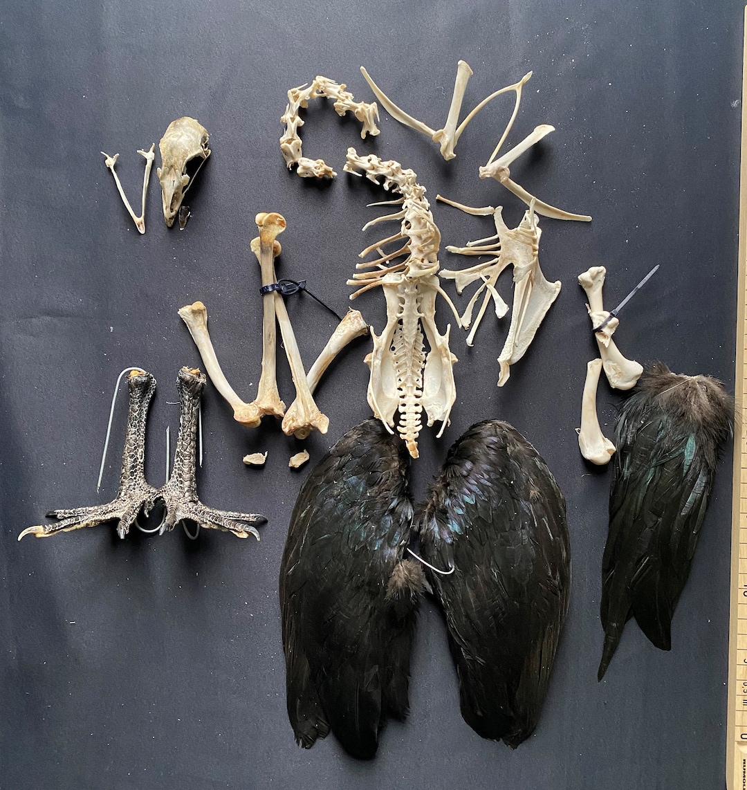 Real Bone Taxidermy Ayam Cemani Mix Rooster Chicken Bird Skull - Etsy