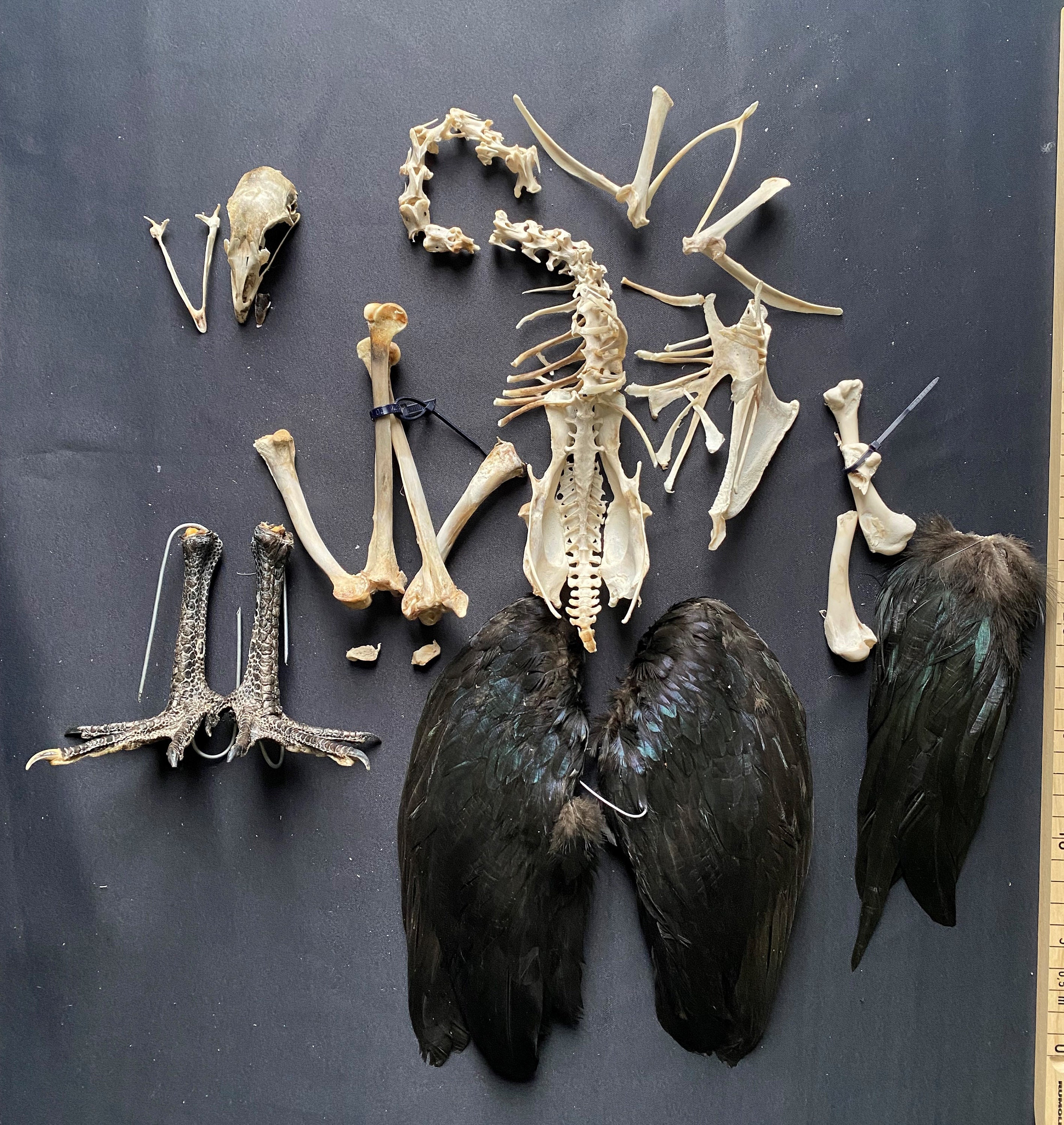 Real Bone Taxidermy Ayam Cemani Mix Rooster Chicken Bird Skull - Etsy