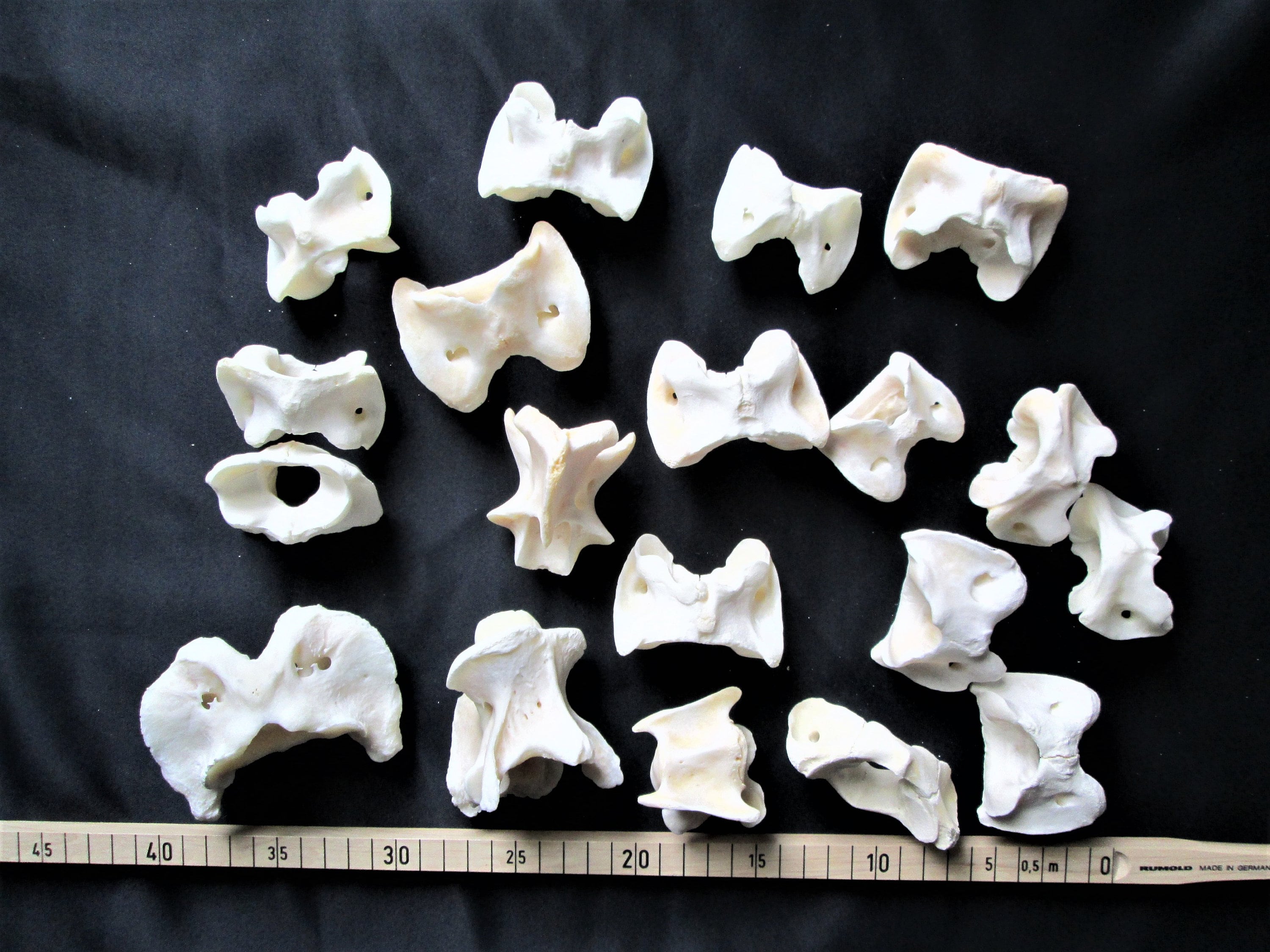 Real Bone Taxidermy Vertebrae From Sheep Vertebrae Cervical Vertebrae ...