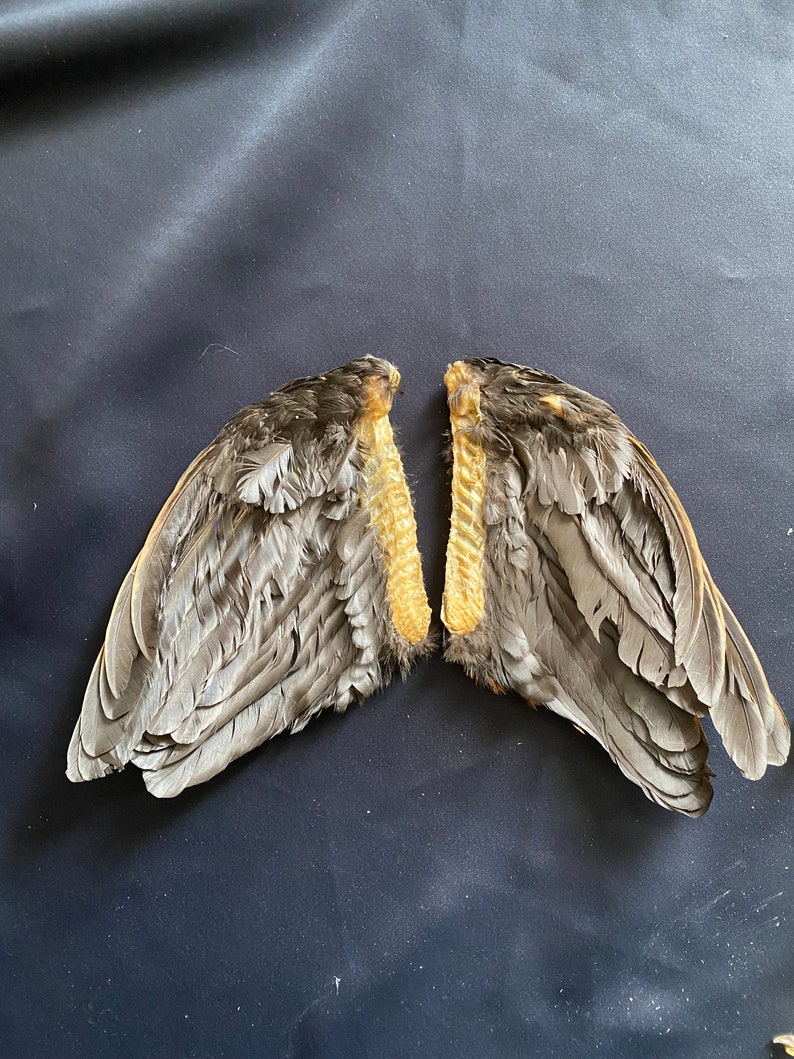 Real Taxidermy Rooster Skeleton Ayam Cemani Bird Bone Skull - Etsy