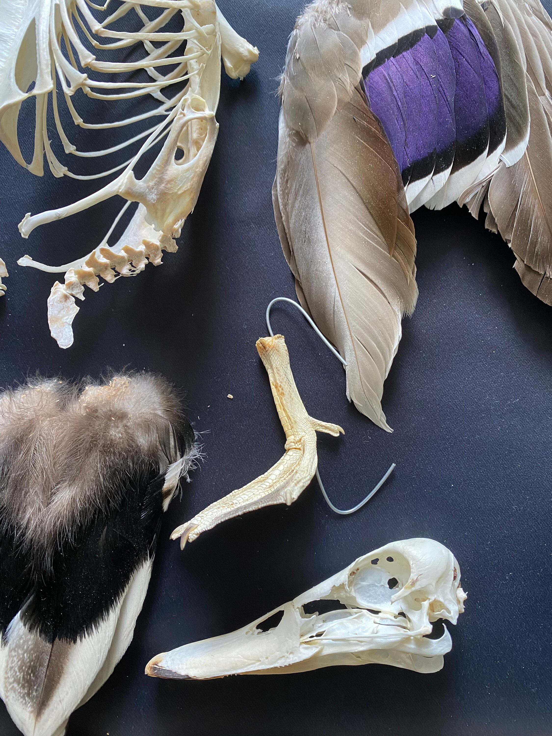 Real Taxidermy Mallard Duck Wings Feathers Bones Craft Bones Skeleton ...