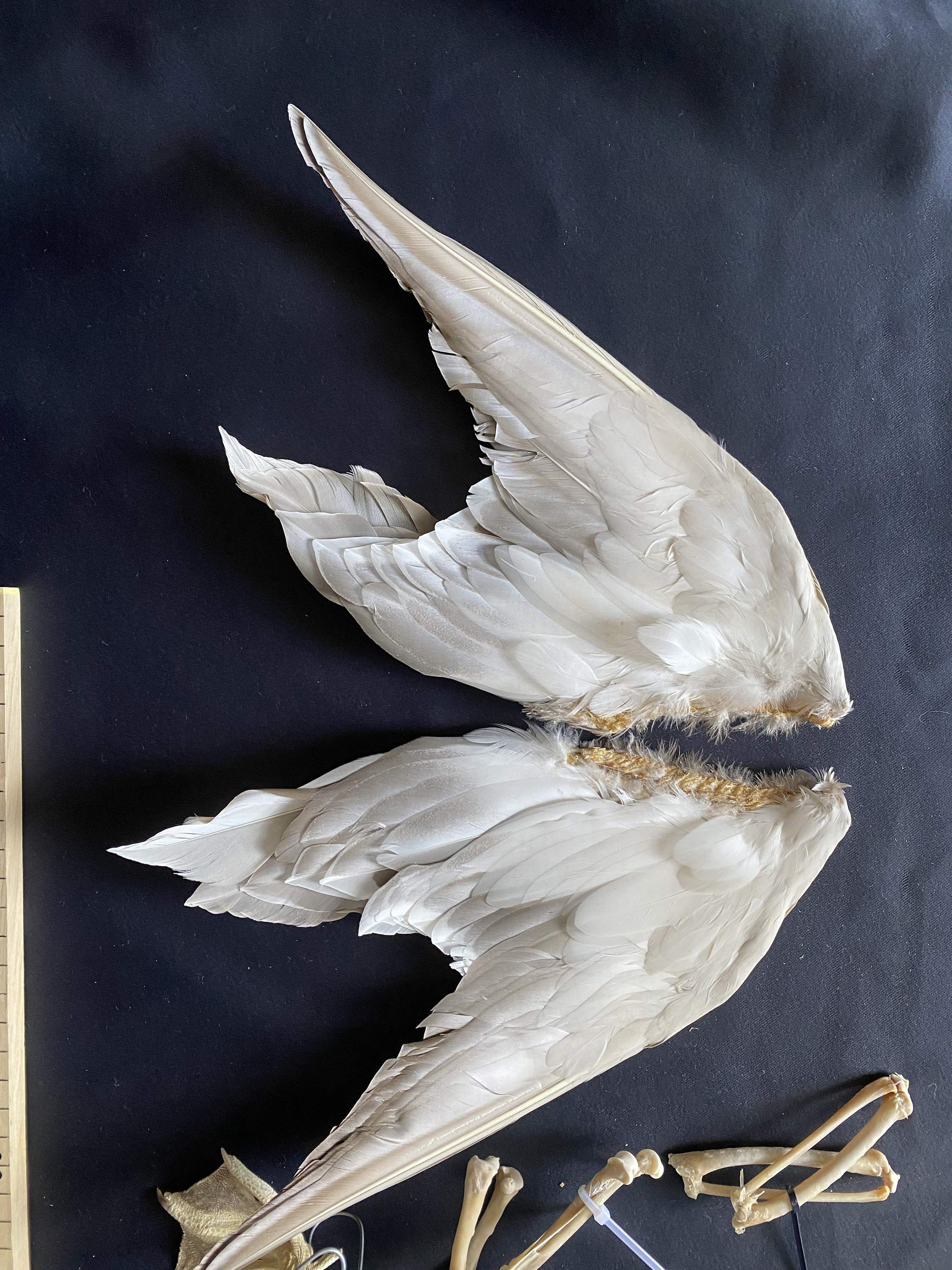 Real Taxidermy Mallard Duck Wings Feathers Bones Craft Bones Skeleton ...