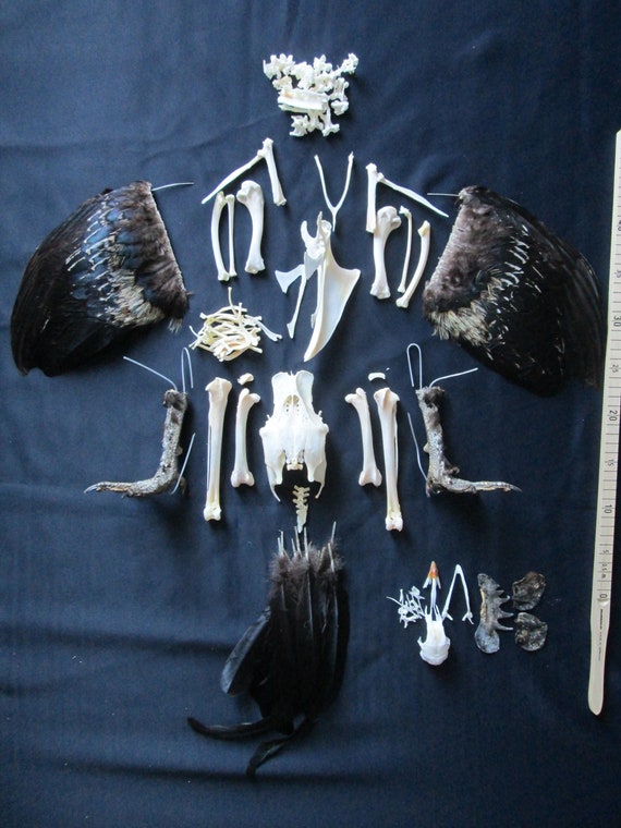Real Taxidermy Black Rooster Skeleton Bone Kit Bird Feathers - Etsy
