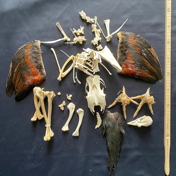 Ayam Cemani Bone - Etsy