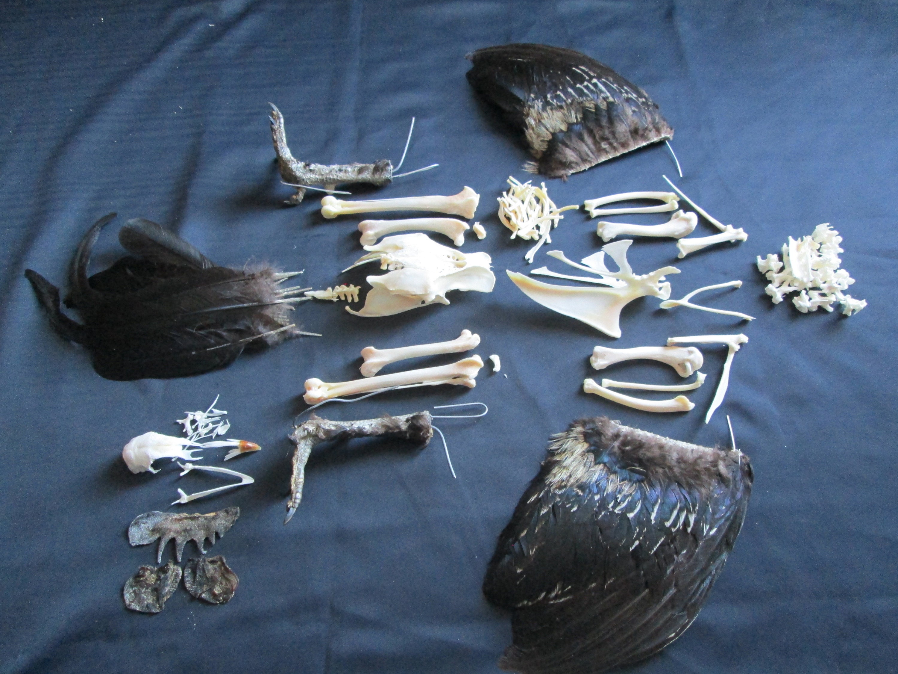 Real Taxidermy Black Rooster Skeleton Bone DIY Kit Bird - Etsy