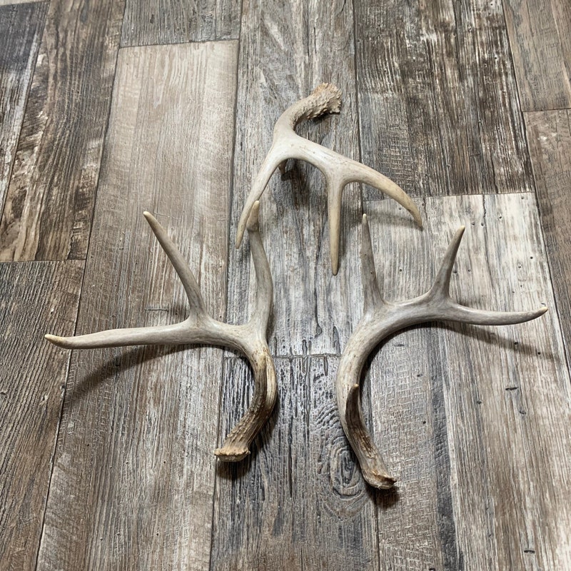 Deer Antler Wedding - Etsy