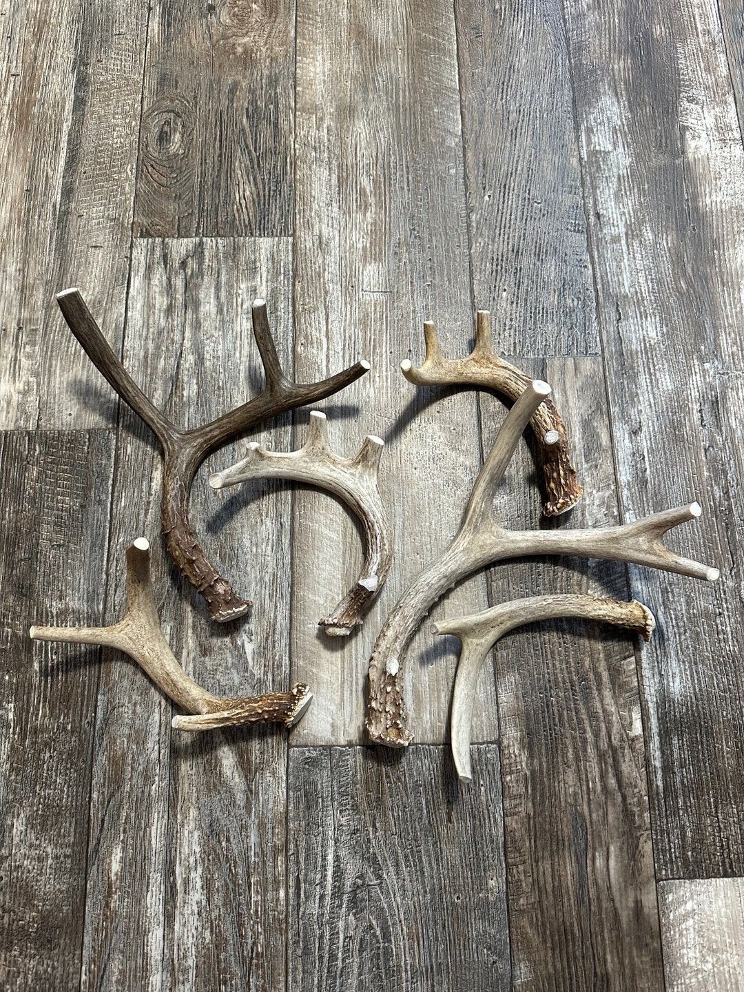 Whole Deer Antlers for Dogs, Premium Grade A Deer Antler Dog Chews From ...