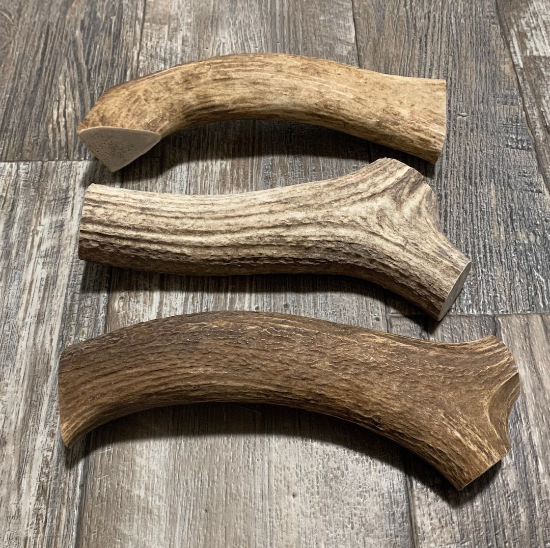 3 Pack Massive Jumbo Elk Antlers, Premium Elk Antlers From Montana! - Etsy